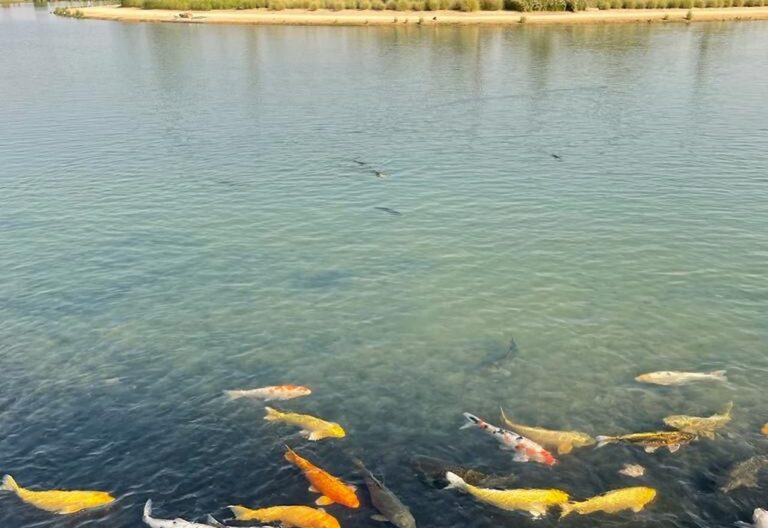 Al Qudra Lake: Nature’s Hidden Gem in Dubai’s Desert - Sallet Al Sayad